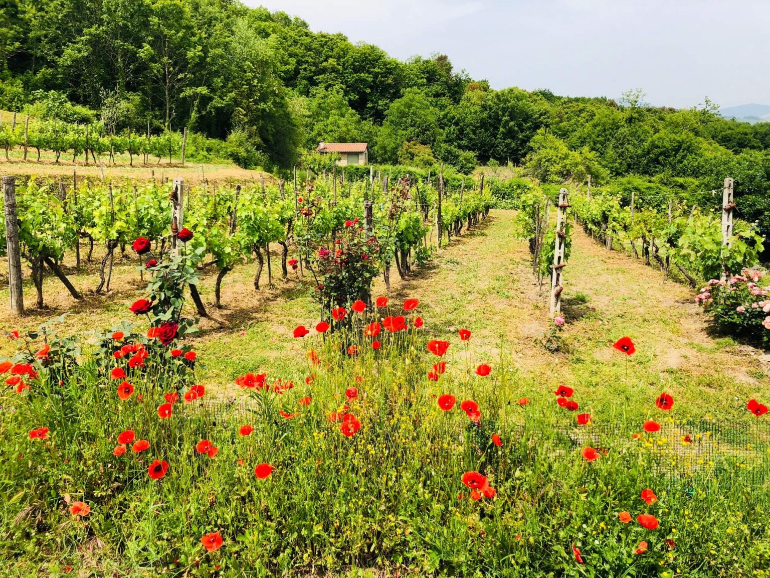 Fra blomstereng til polert vinmark - Det Gode Vinliv